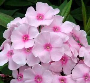 Phlox paniculata 'Sweet Summer (r) Sensation' | Boomkwekerij De Bock